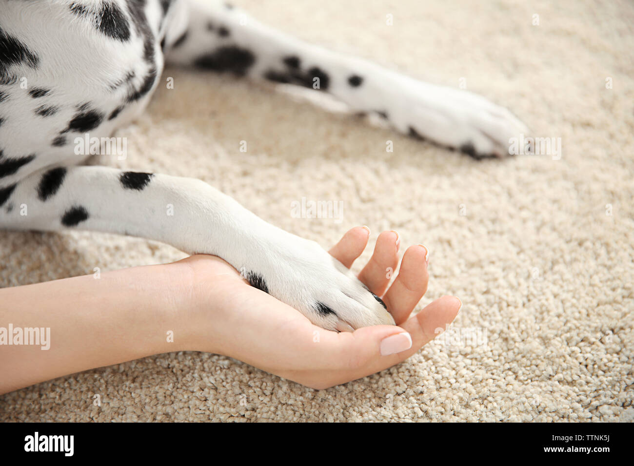 Woman hand dog paw black hi-res stock photography and images - Alamy