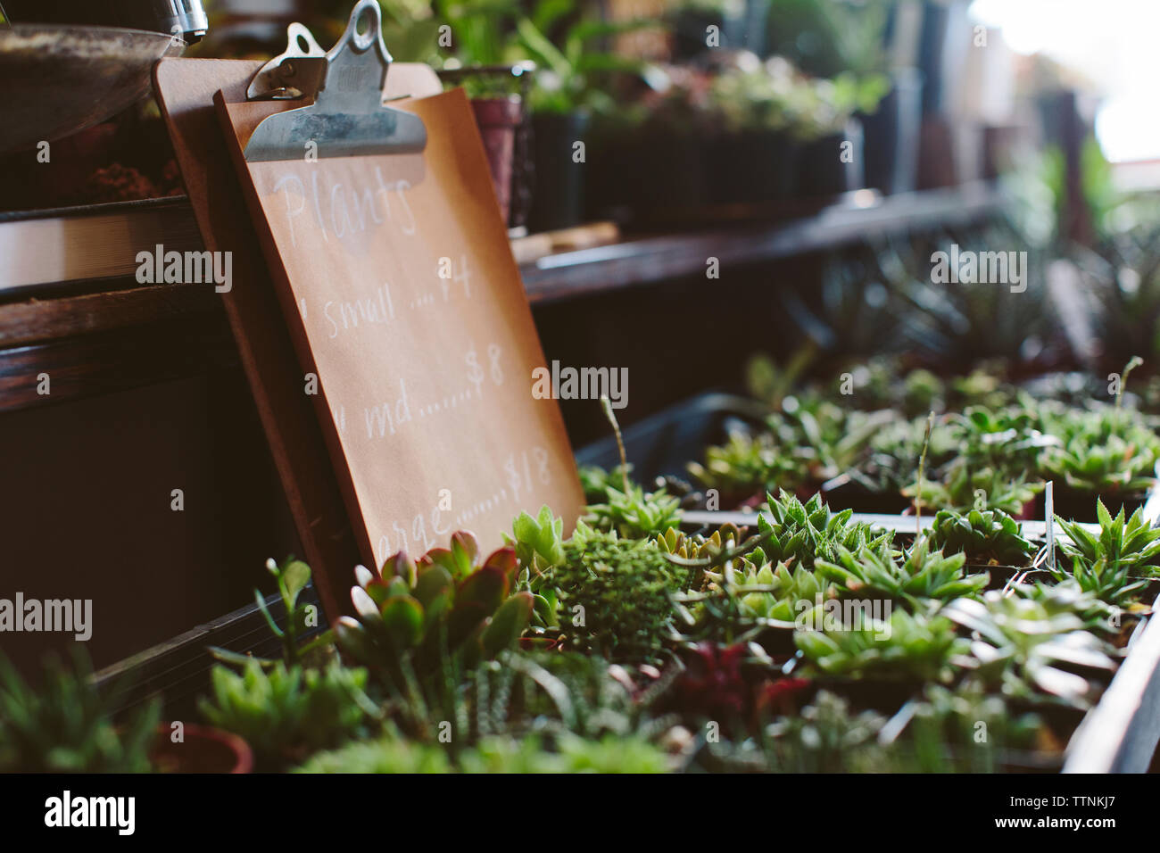 Succulents plants with price tag for sale in garden center Stock Photo ...