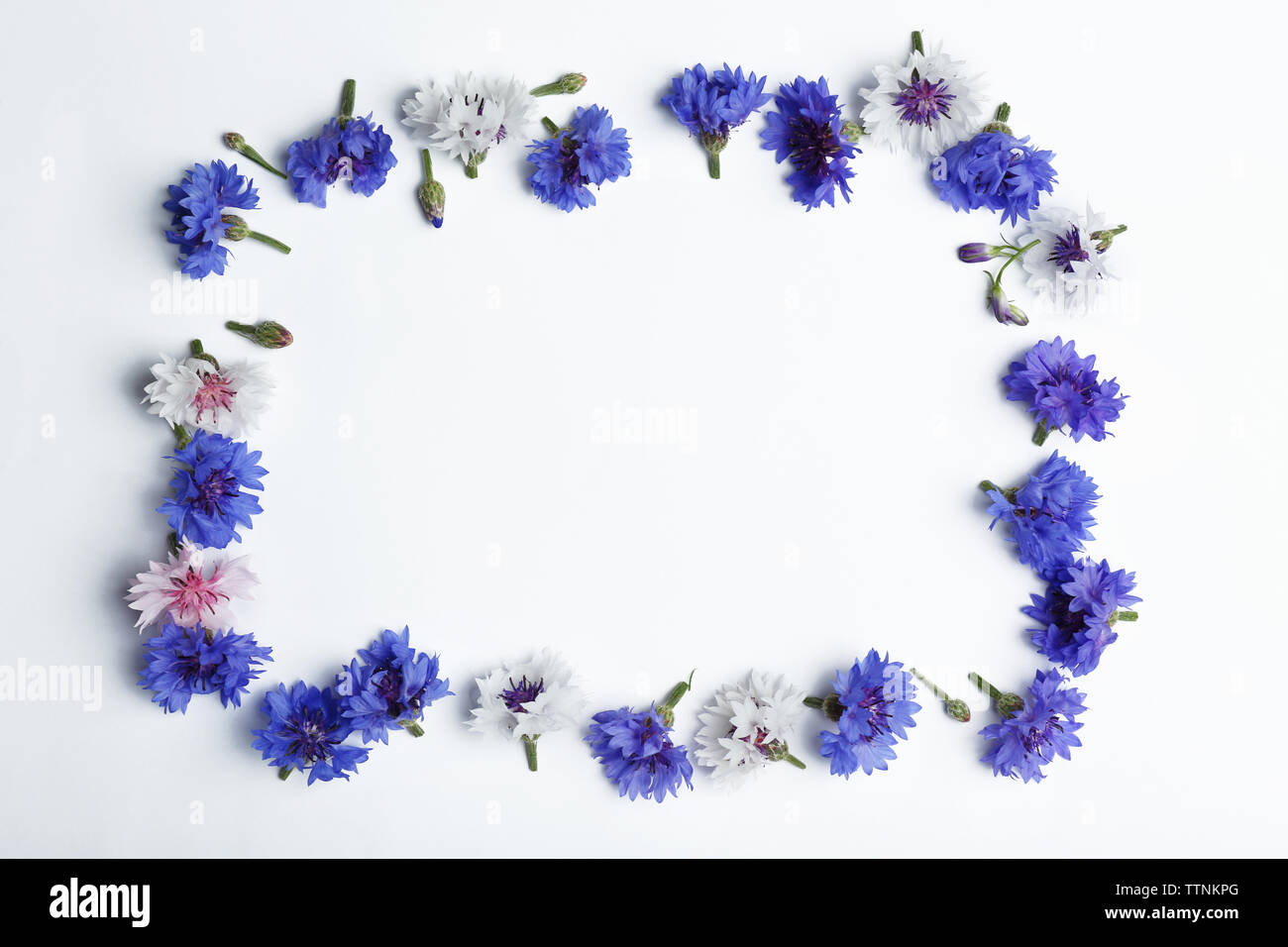 Frame made of bluett flowers isolated on white Stock Photo - Alamy