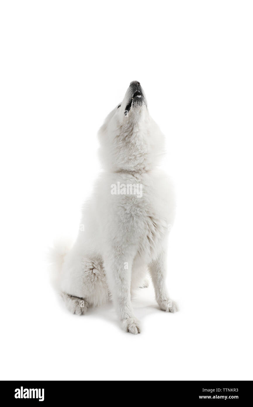 Fluffy samoyed High Resolution Stock Photography and Images - Alamy