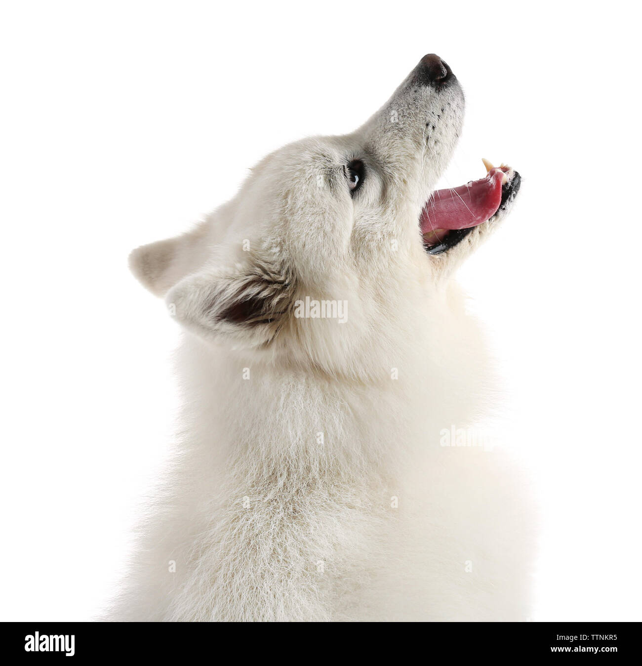 Fluffy samoyed dog isolated on white Stock Photo - Alamy