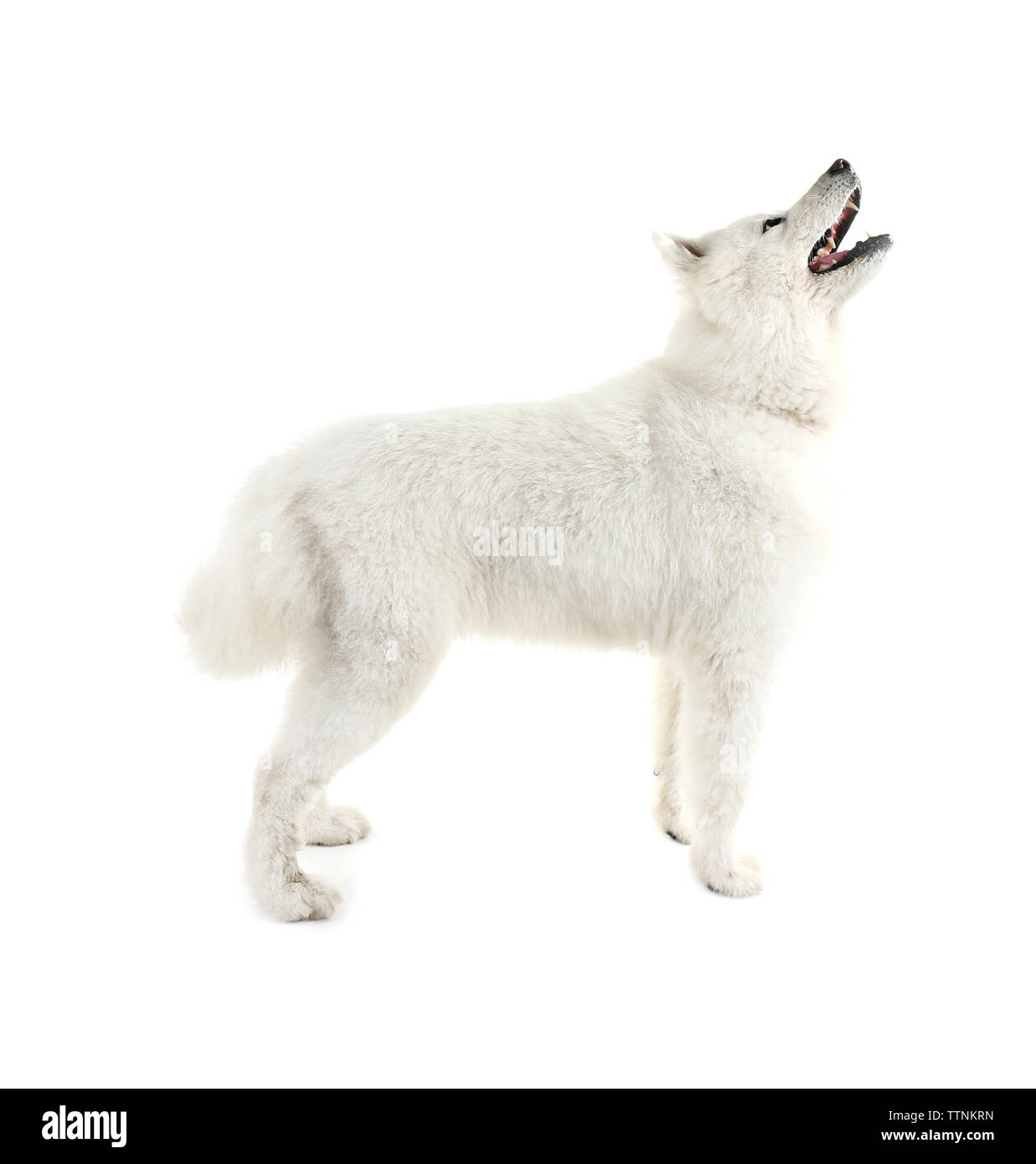 Fluffy samoyed dog isolated on white Stock Photo - Alamy