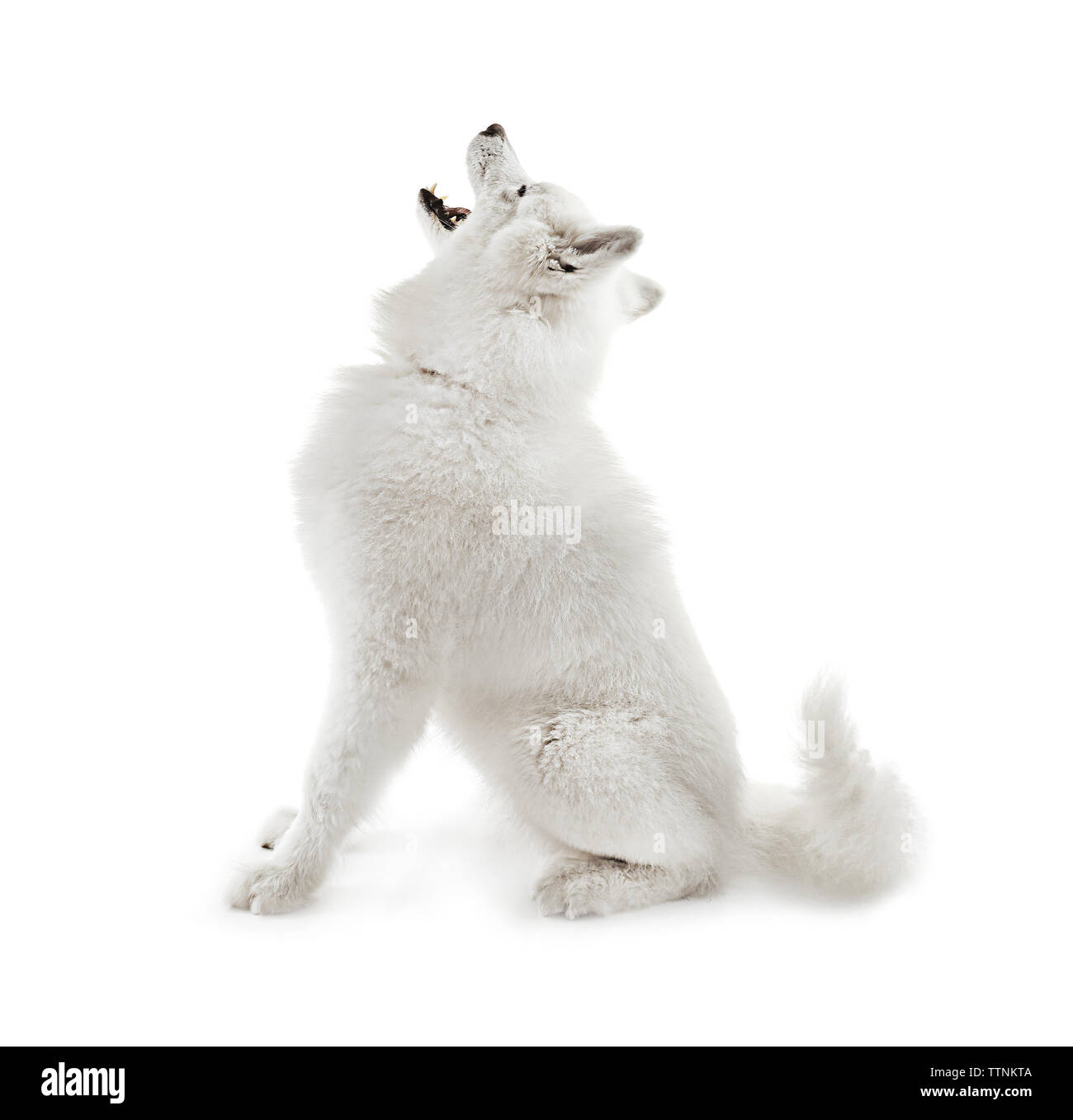 Fluffy samoyed dog isolated on white Stock Photo - Alamy