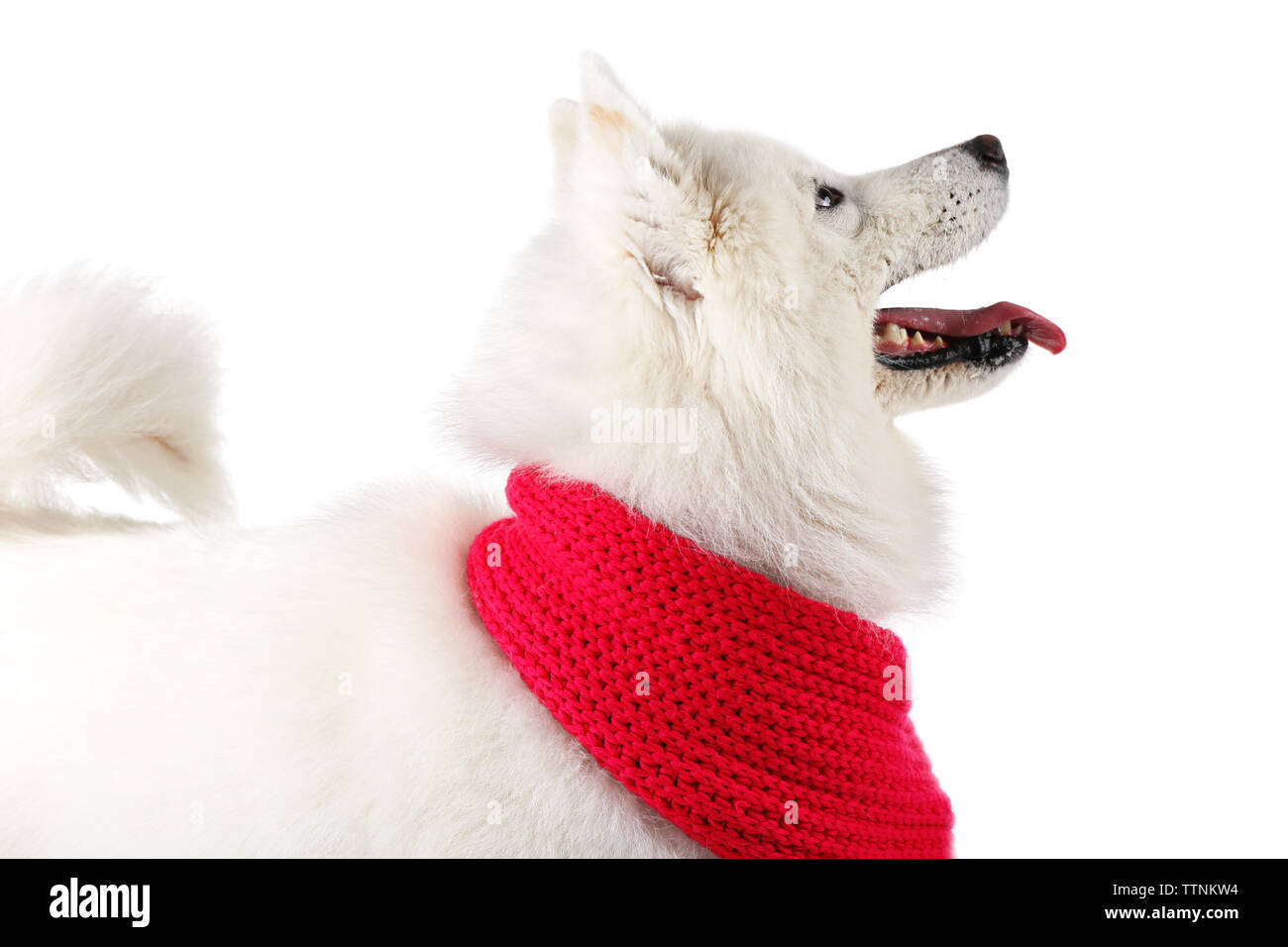 Fluffy samoyed dog wearing red scarf isolated on white Stock Photo - Alamy