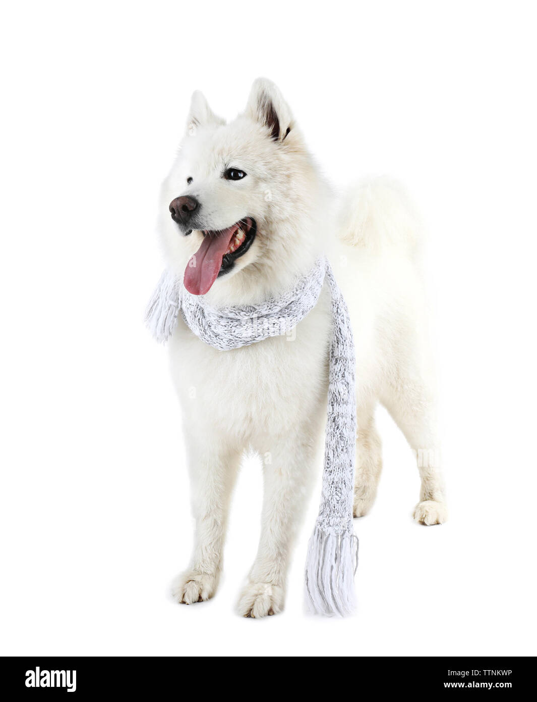 Fluffy samoyed dog wearing knitted scarf isolated on white Stock Photo ...