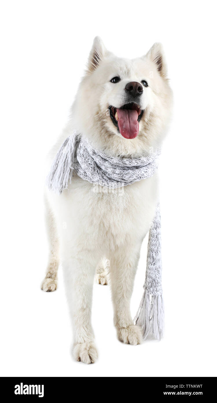 Fluffy samoyed dog wearing knitted scarf isolated on white Stock Photo ...