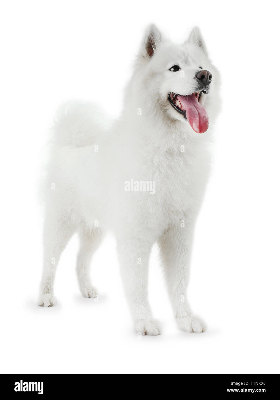 Fluffy samoyed dog isolated on white Stock Photo - Alamy