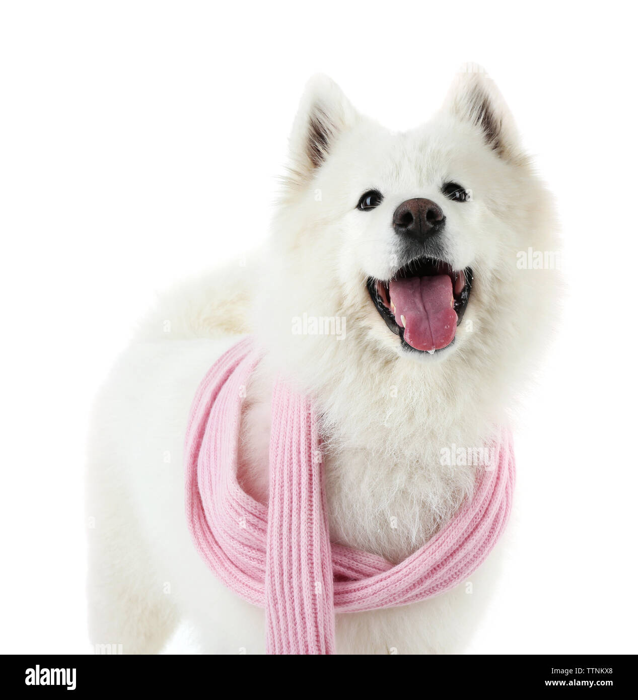 Fluffy samoyed dog wearing pink scarf isolated on white Stock Photo - Alamy