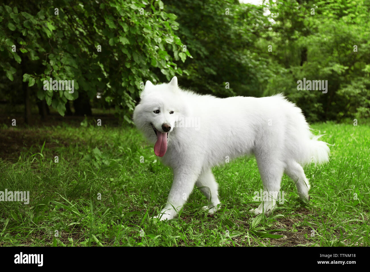 Fluffy samoyed dog in green park Stock Photo - Alamy