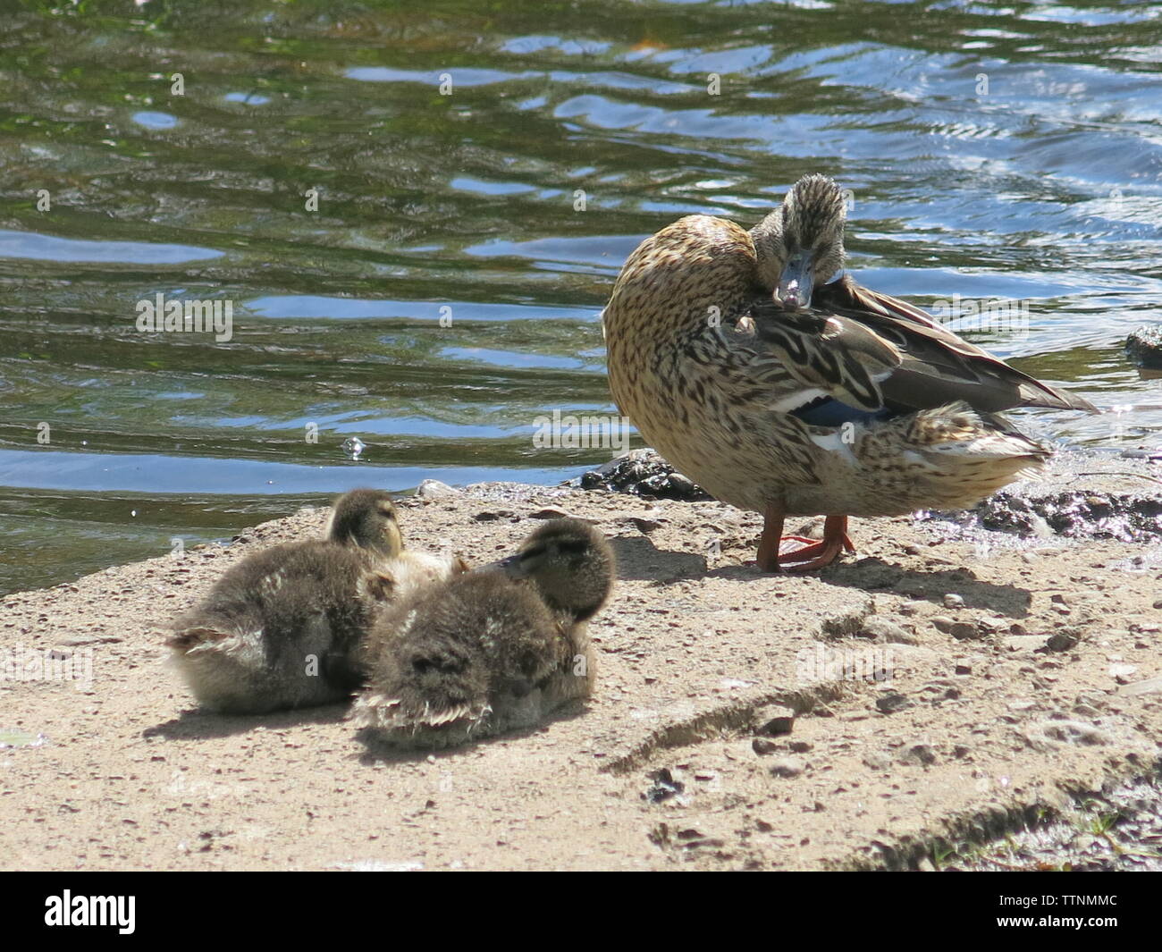 A mother duck guards her two ducklings whilst they rest in the sunshine ...