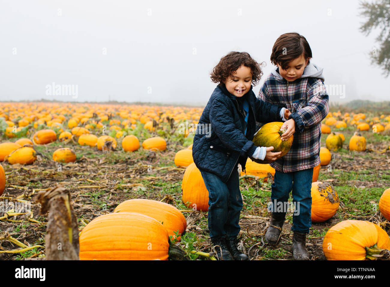 Brothers carrying pumpkin while standing at farm during foggy weather ...