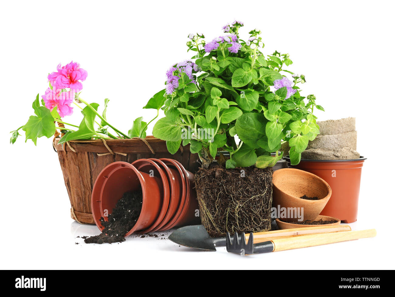 Gardening tools and flowers isolated on white Stock Photo - Alamy