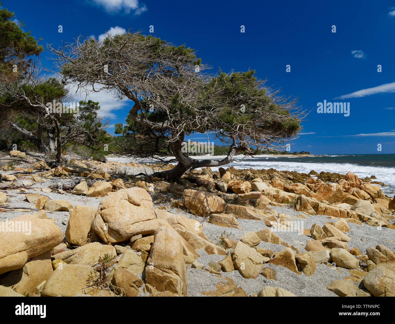 Sardinian tree at the wonderful coast Stock Photo - Alamy