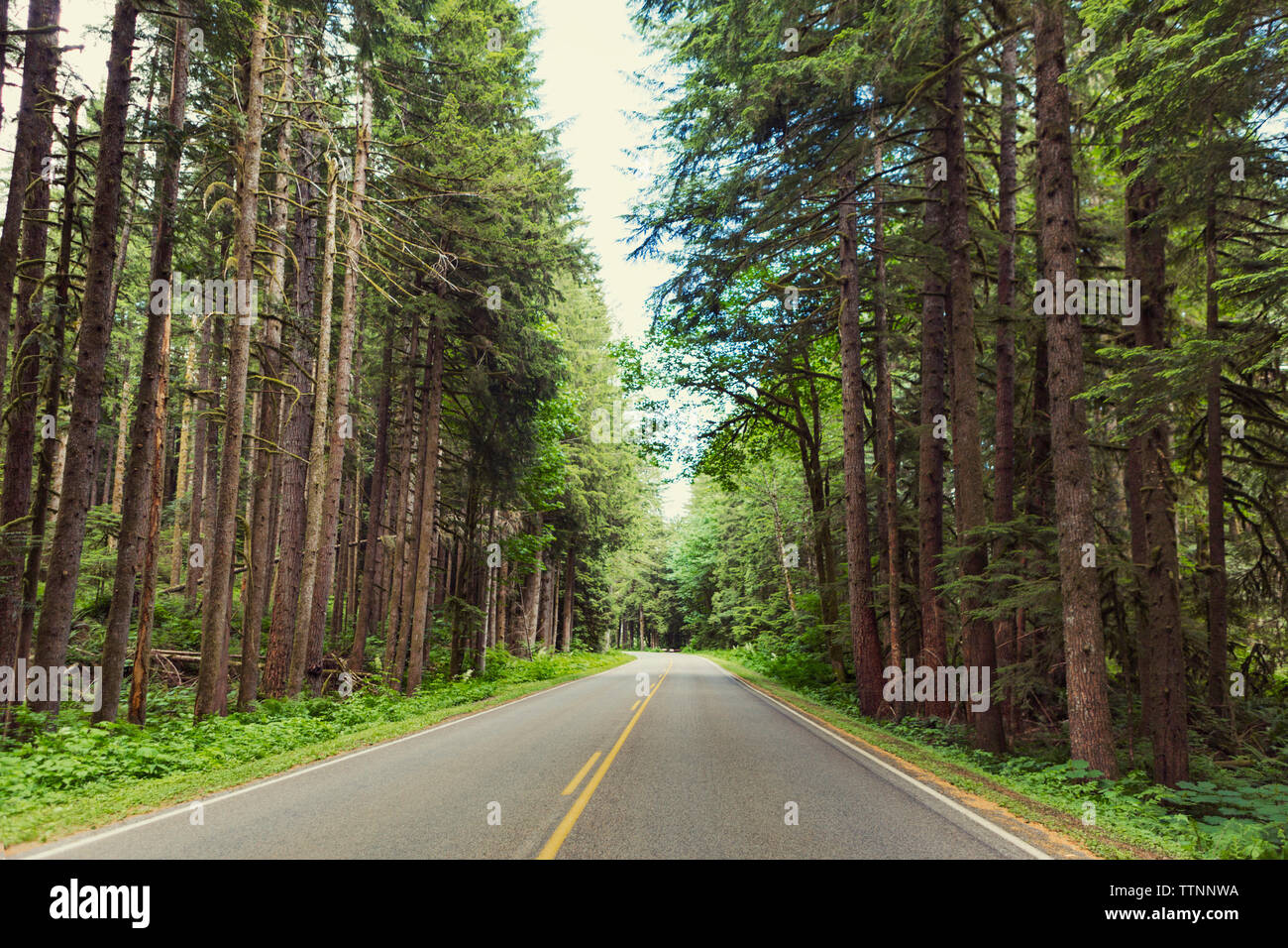 Empty road with trees hi-res stock photography and images - Alamy