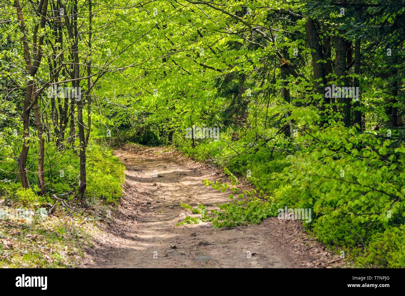 Beautiful spring scenery in the mountains. Mountain trail among green ...