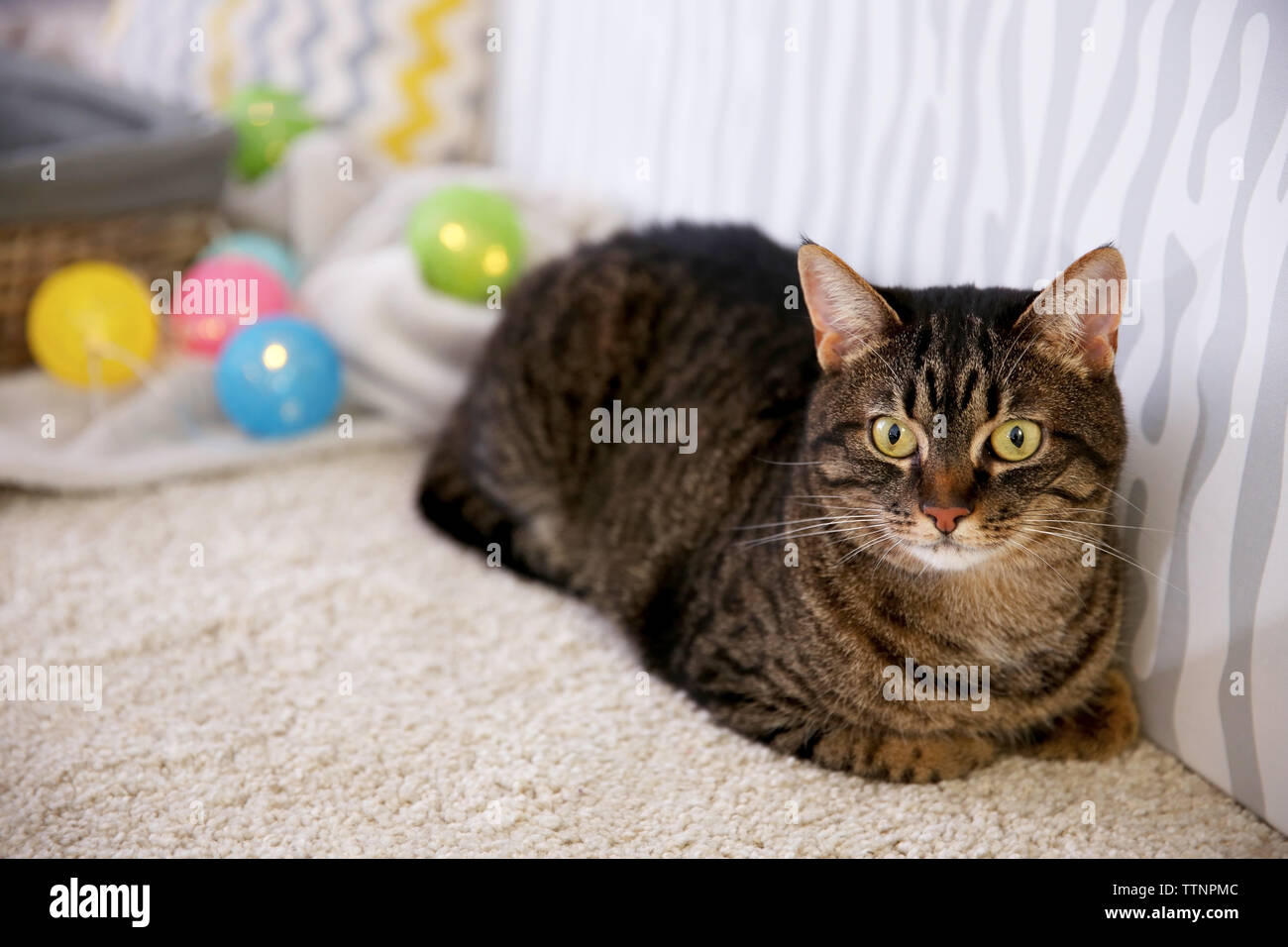 Cute grey cat Stock Photo - Alamy