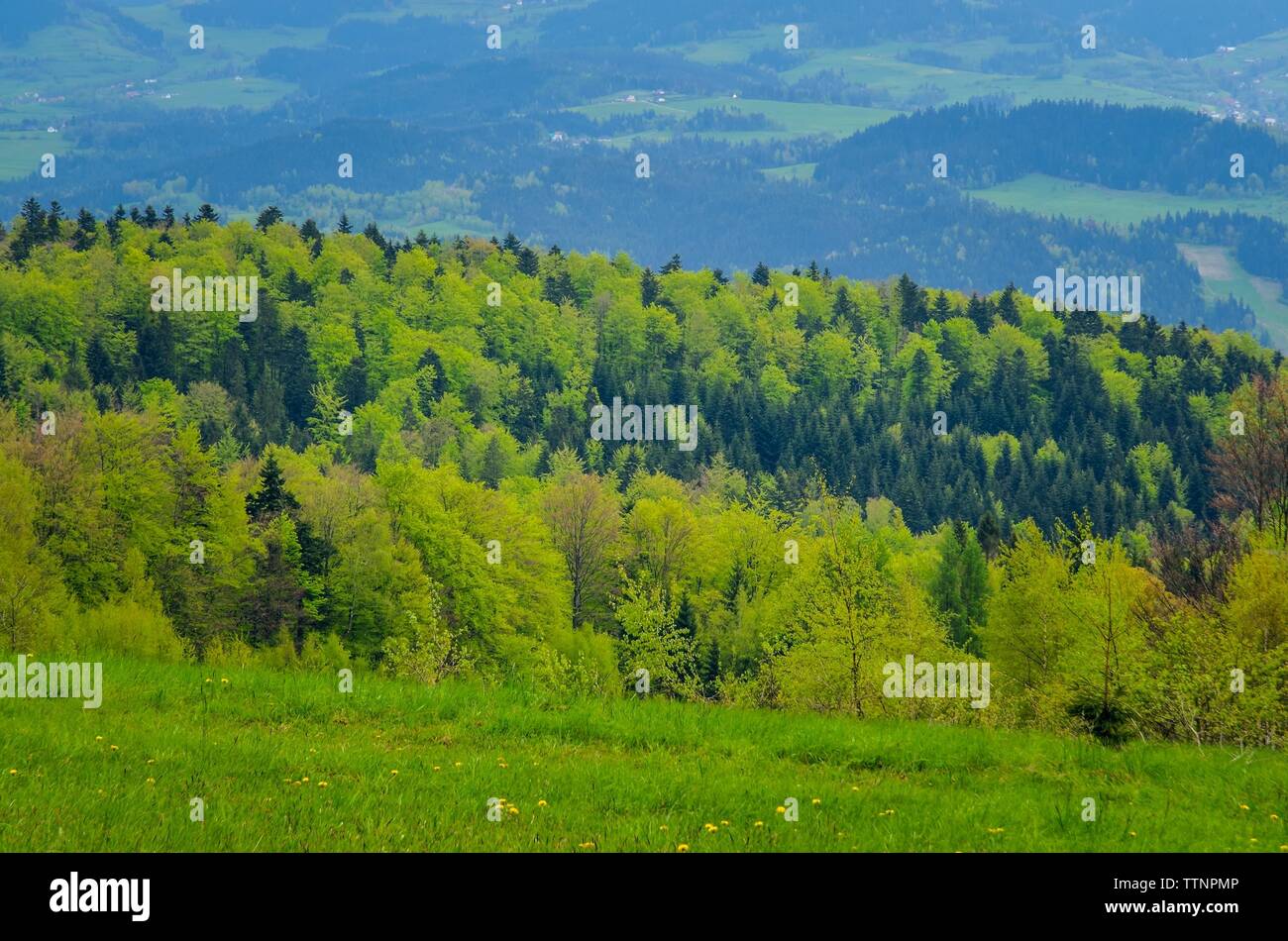 Beautiful green mountain landscape. Spring green trees on the hills ...