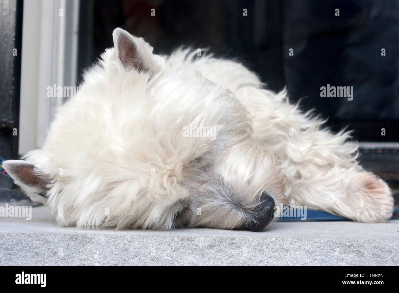 Adult male West Highland White Terrier (Westie) dog lying on his side ...