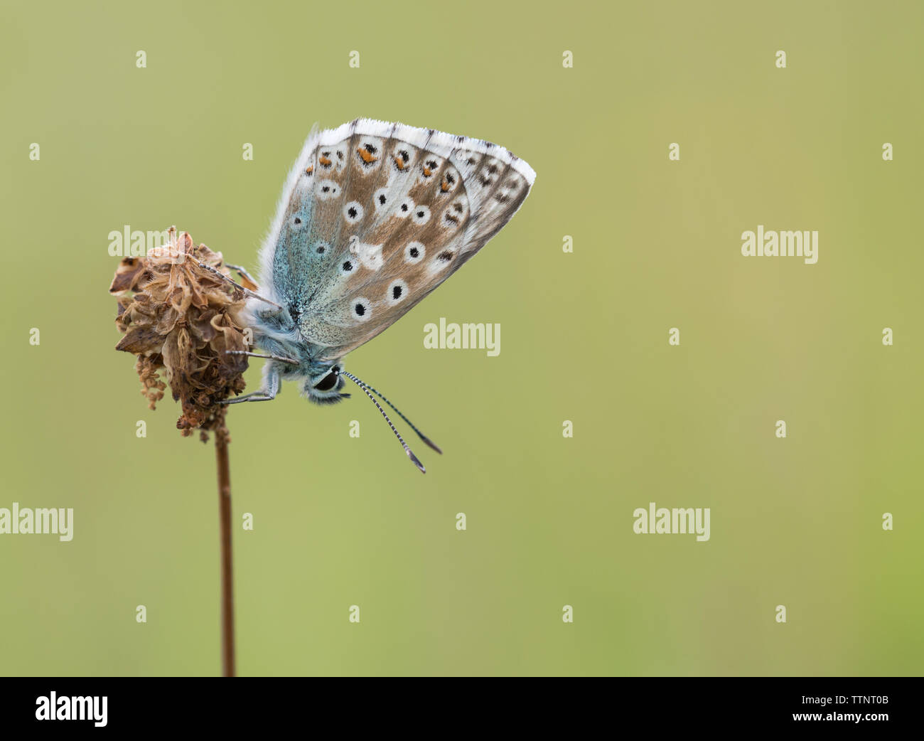 Chalkhill blue butterflies hi-res stock photography and images - Alamy