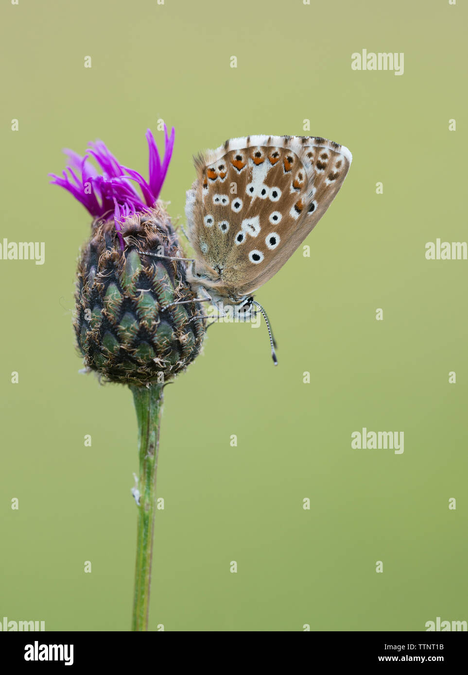 Chalkhill blue butterflies hi-res stock photography and images - Alamy