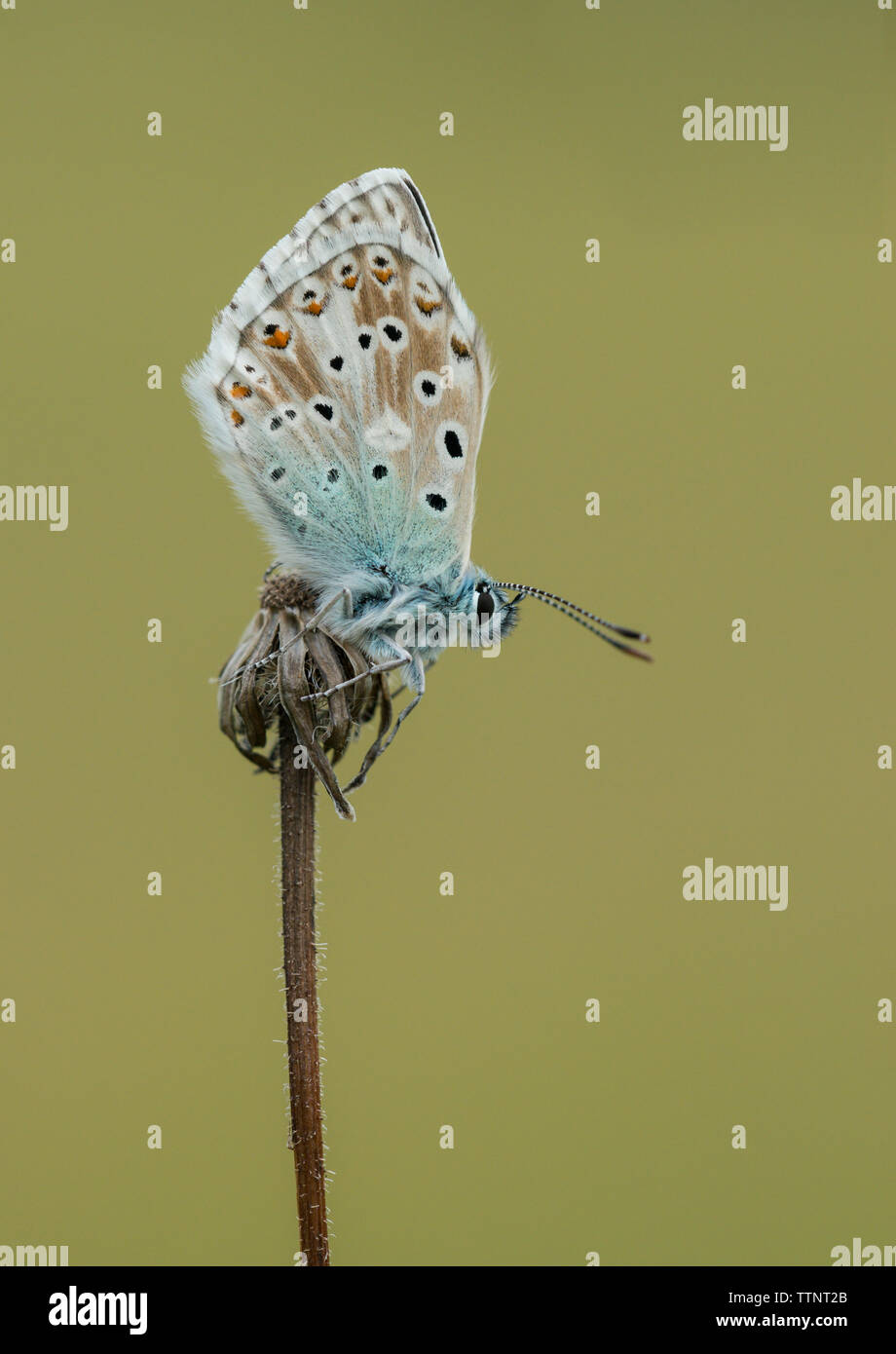 Chalkhill blue butterflies hi-res stock photography and images - Alamy