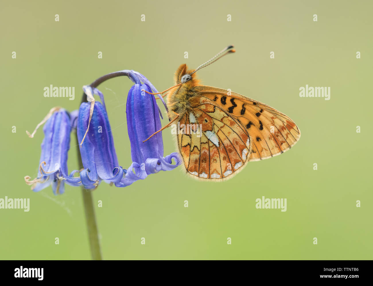 Pearl-bordered Fritillary (Boloria euphrosyne) butterfly Stock Photo ...