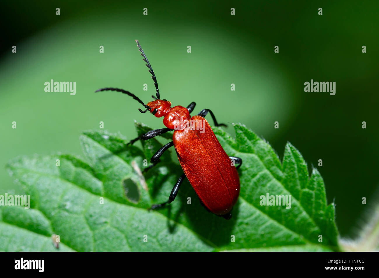 Common cardinal hi-res stock photography and images - Alamy