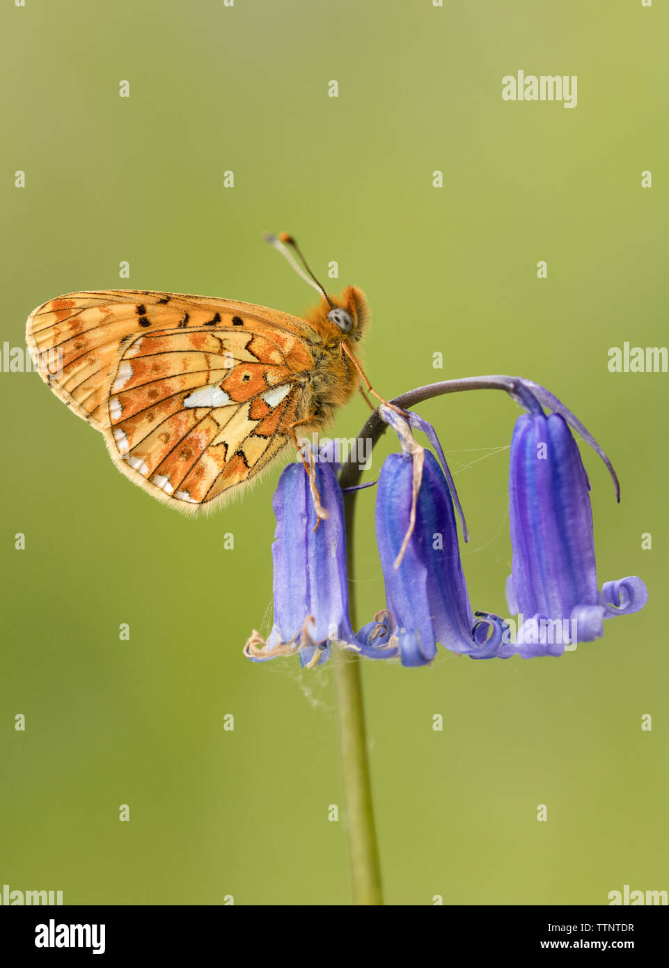 Pearl bordered fritillary hi-res stock photography and images - Alamy