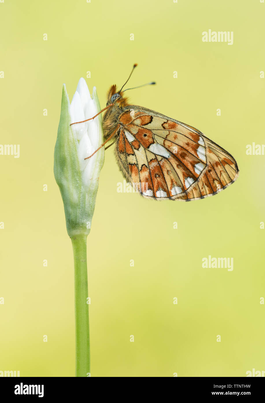 Boloria euphrosyne hi-res stock photography and images - Alamy