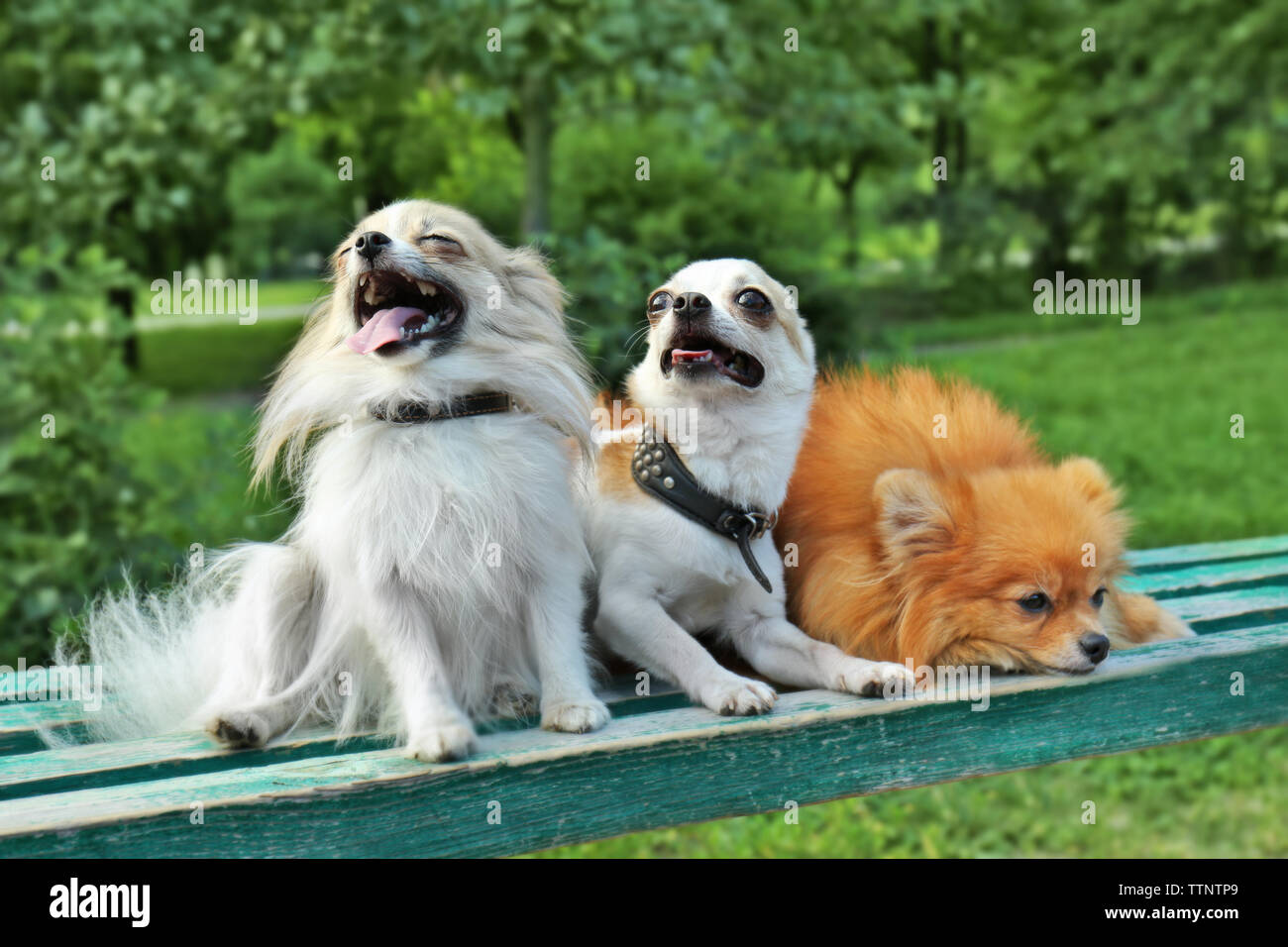 Cute dogs in the park Stock Photo - Alamy