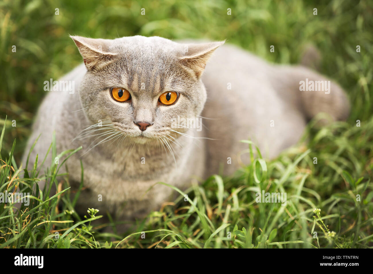 Grey cat in a grass Stock Photo - Alamy