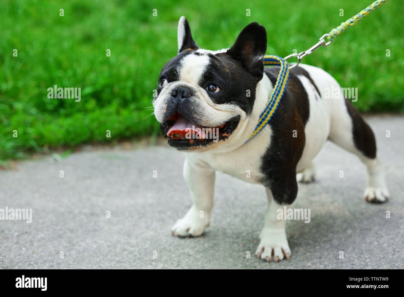 Cute walking bulldog in park Stock Photo - Alamy