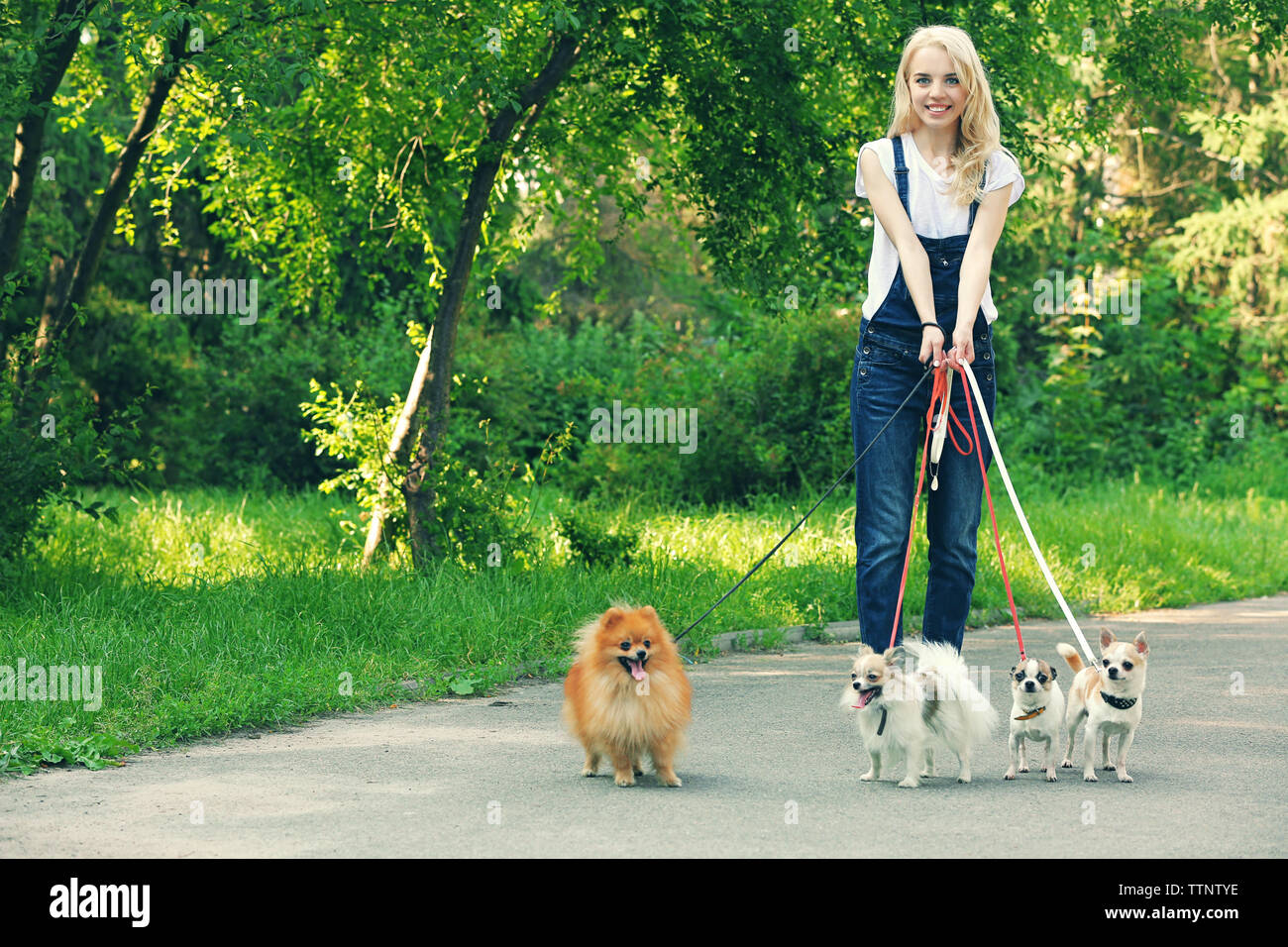 Woman walking dogs hi-res stock photography and images - Alamy