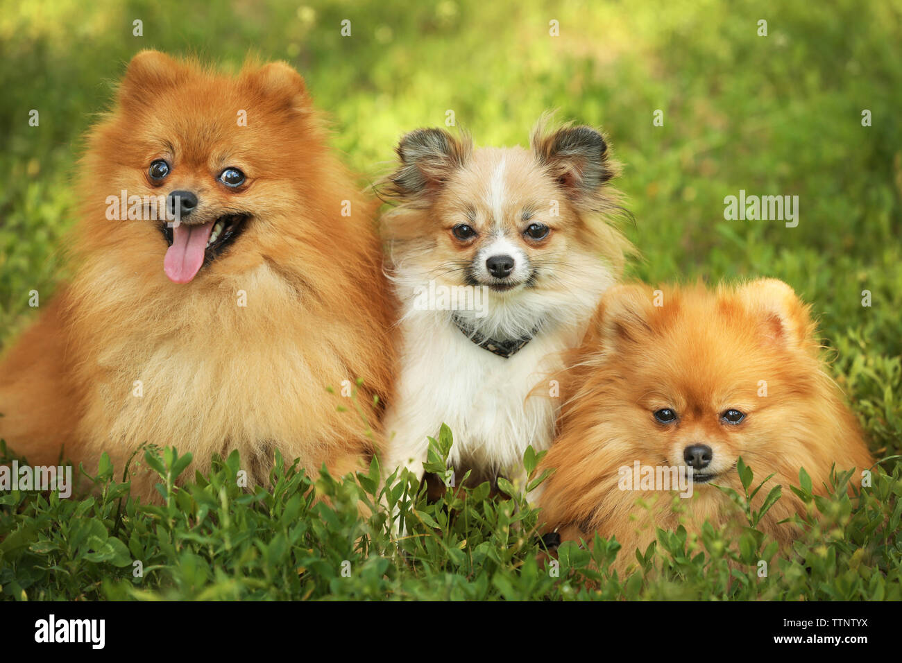 Cute fluffy dogs on green grass Stock Photo - Alamy