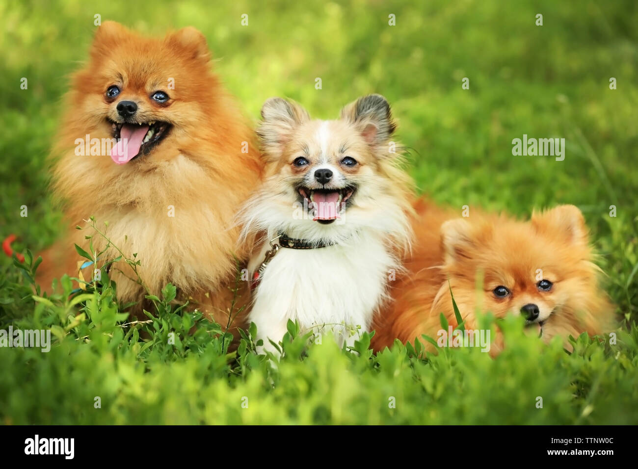 Cute fluffy dogs on green grass Stock Photo - Alamy