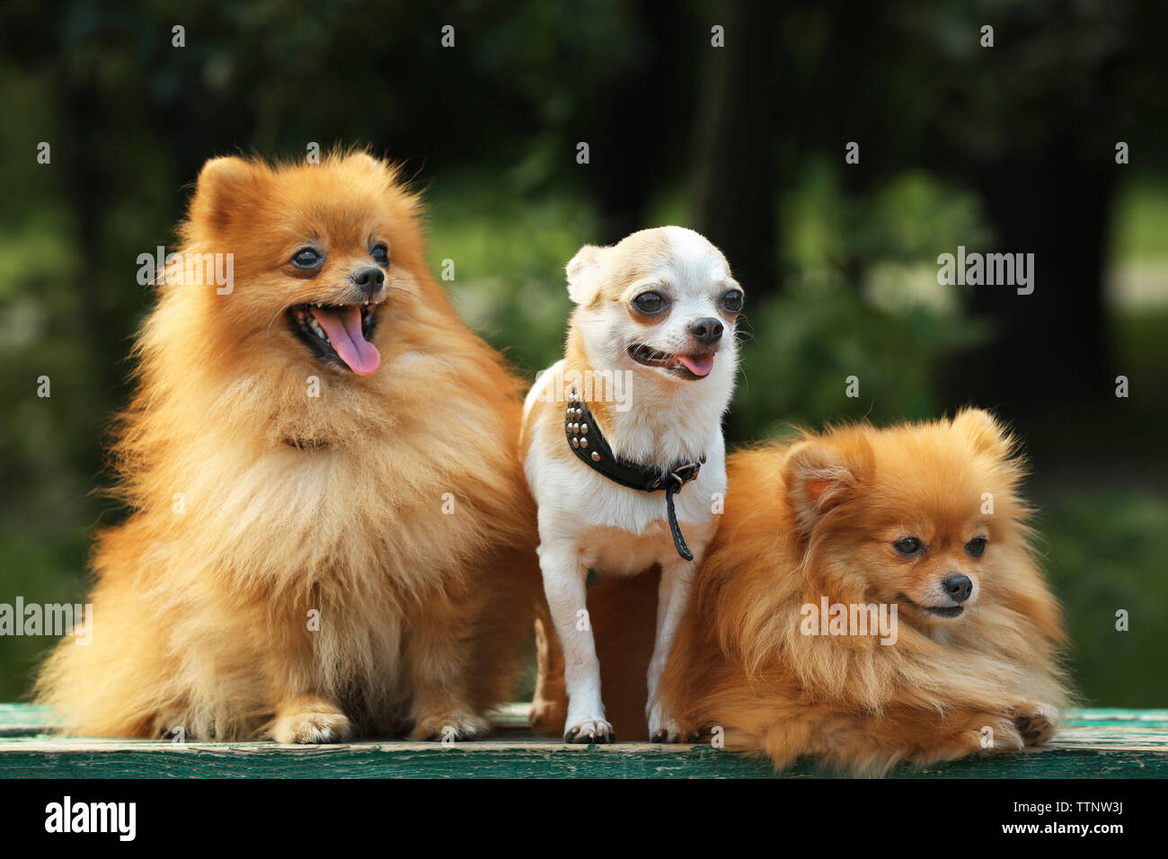 Cute dogs in the park Stock Photo - Alamy