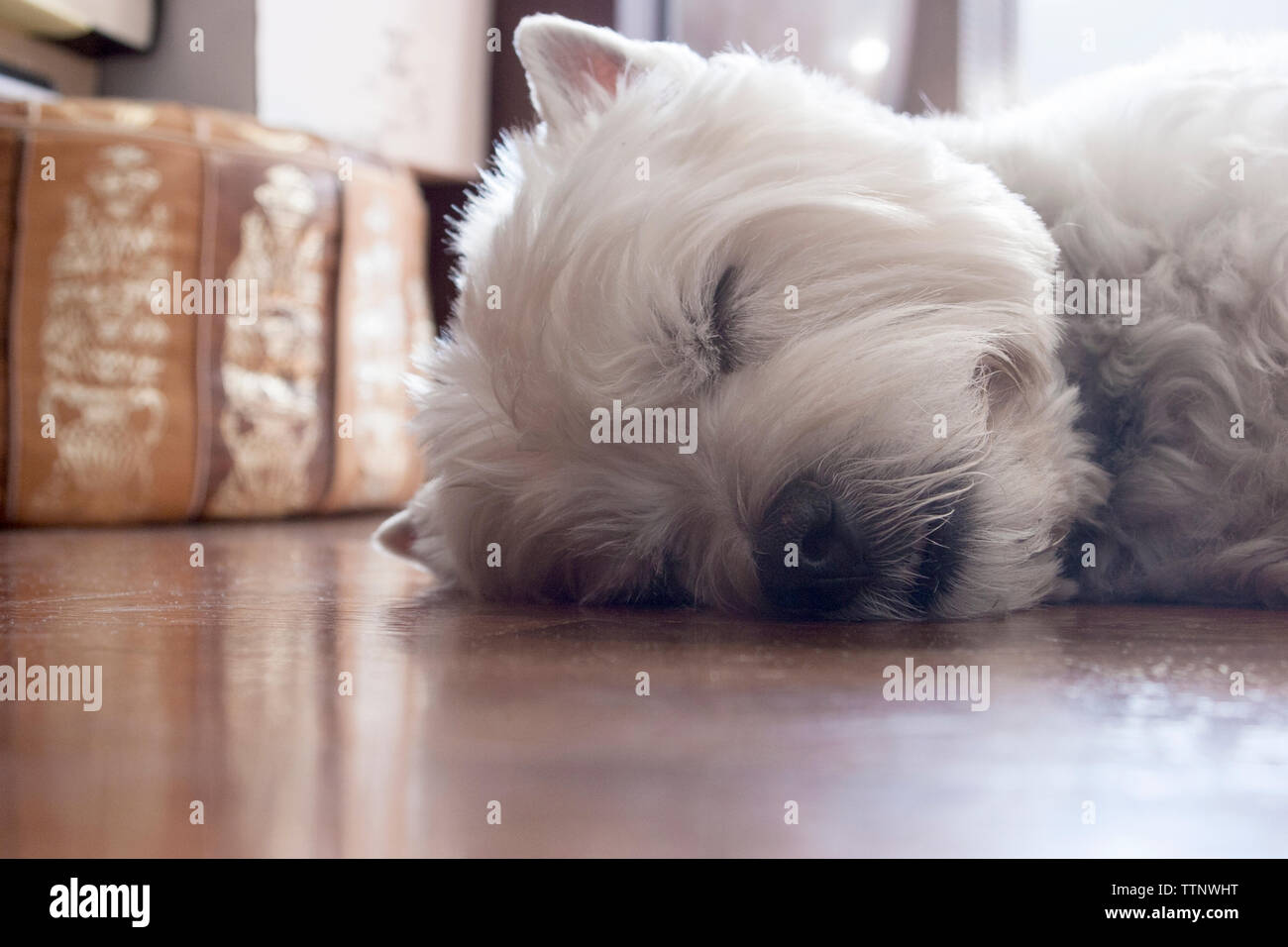 Adult male West Highland White Terrier (Westie) dog lying on his side ...