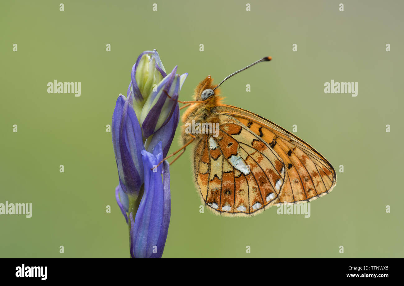 Pearl-bordered Fritillary (Boloria euphrosyne) butterfly Stock Photo ...