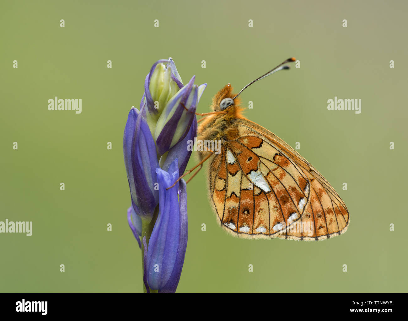 Pearl bordered fritillary hi-res stock photography and images - Alamy