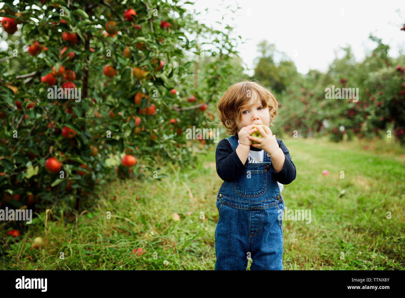 Boy eating apple hi-res stock photography and images - Alamy