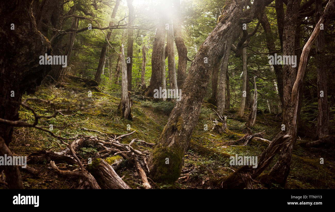 Trees growing on field in forest Stock Photo - Alamy
