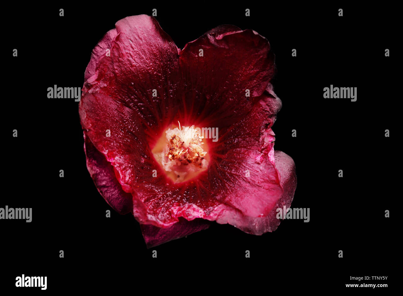 Beautiful dark red mallow on black background Stock Photo - Alamy