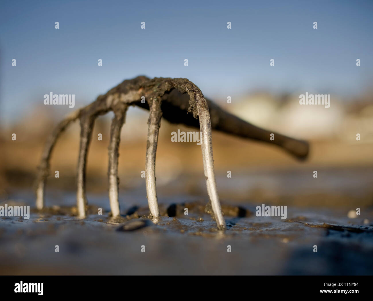 Close-up of gardening fork in sand Stock Photo - Alamy