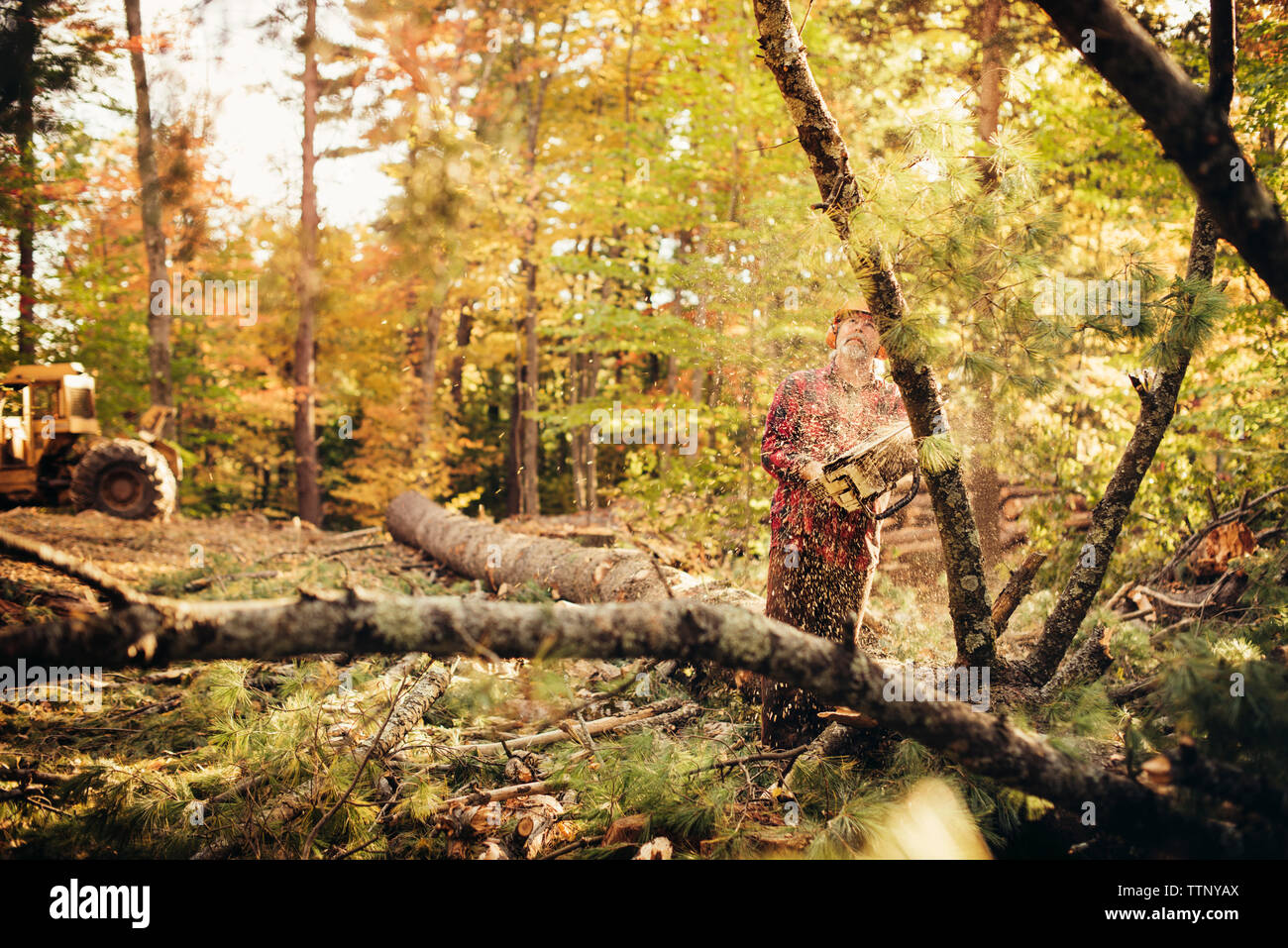 Male lumberjack cutting tree with chainsaw in forest Stock Photo - Alamy