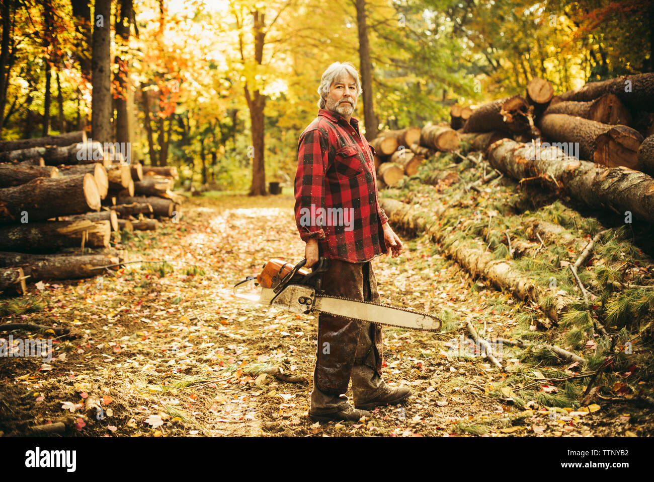 Side view portrait of confident lumberjack holding chainsaw in forest ...