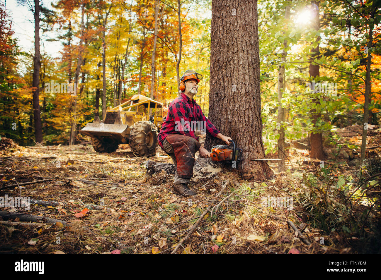 Man Cutting Trees In Forest High Resolution Stock Photography and ...