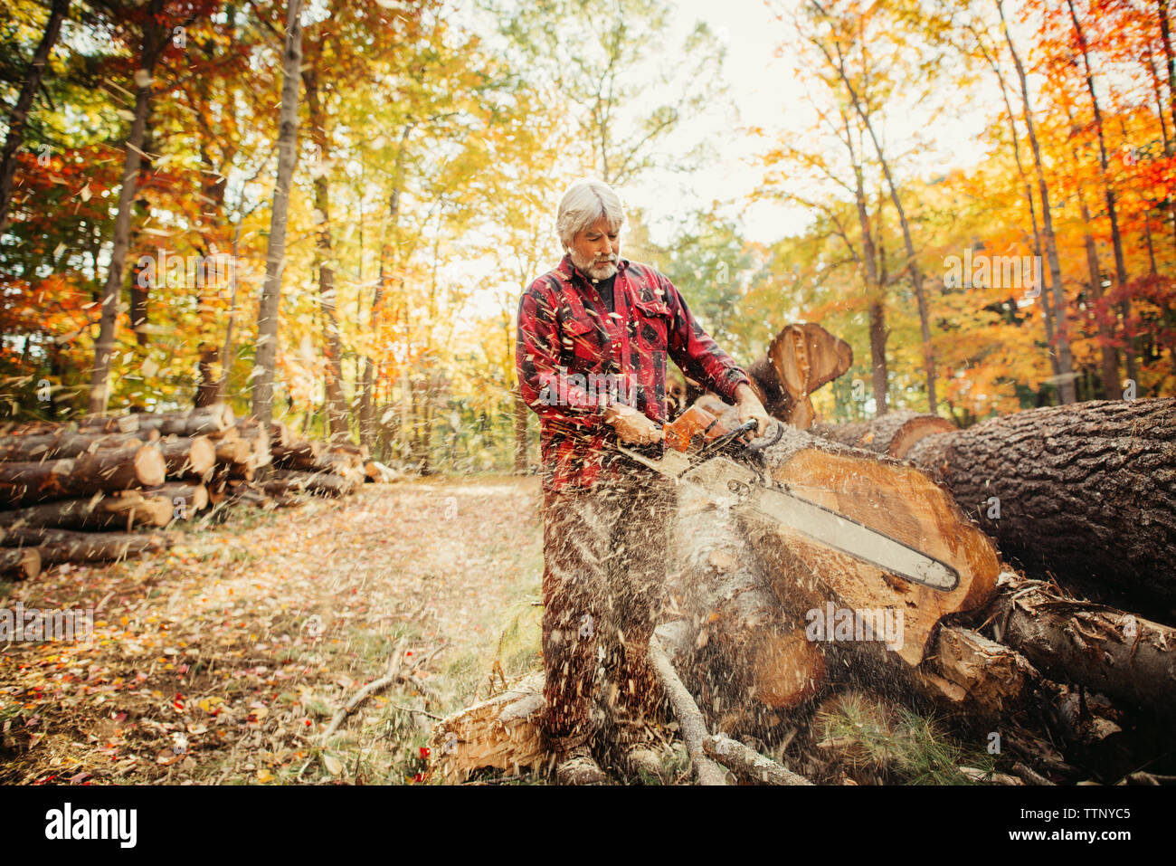 Old man cutting log hi-res stock photography and images - Alamy