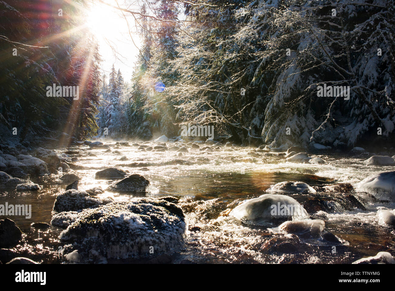 Snow covered trees river hi-res stock photography and images - Alamy