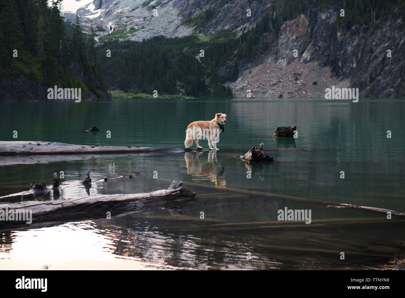 Wood logs floating on water hi-res stock photography and images - Alamy