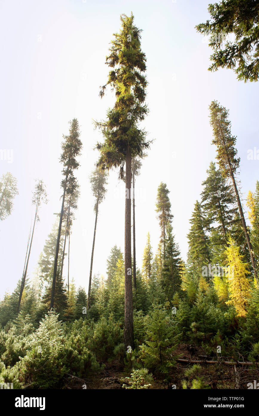 Low angle trees pine hi-res stock photography and images - Alamy